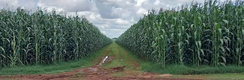 Fledge – Impact accelerators